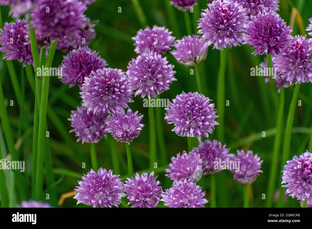purple chive flowers, allium schoenoprasum Stock Photo - Alamy