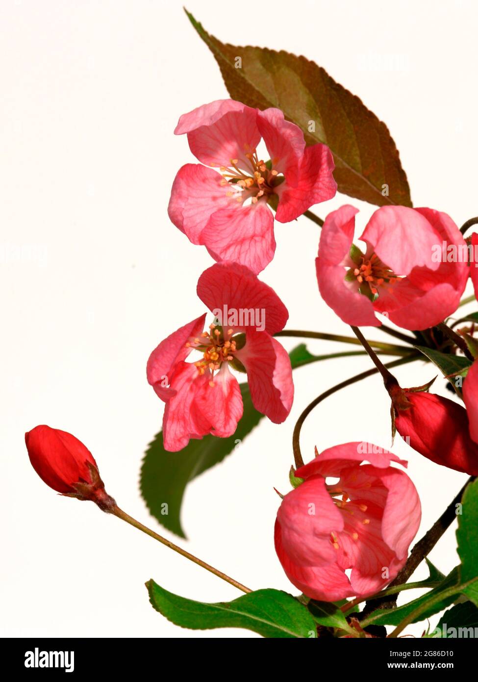 Apple Blossom Pink Flower