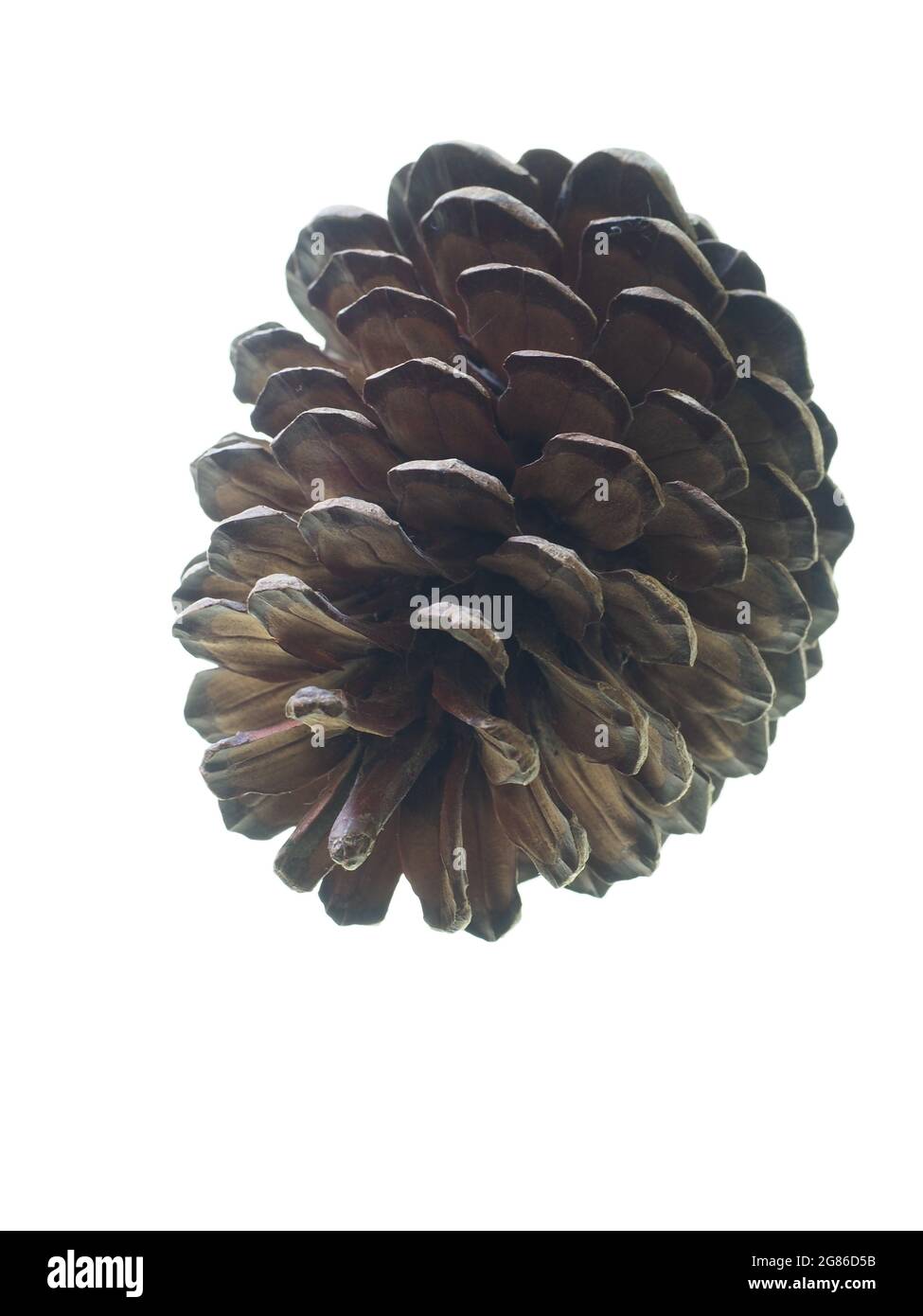 Large pine cone hi-res stock photography and images - Alamy