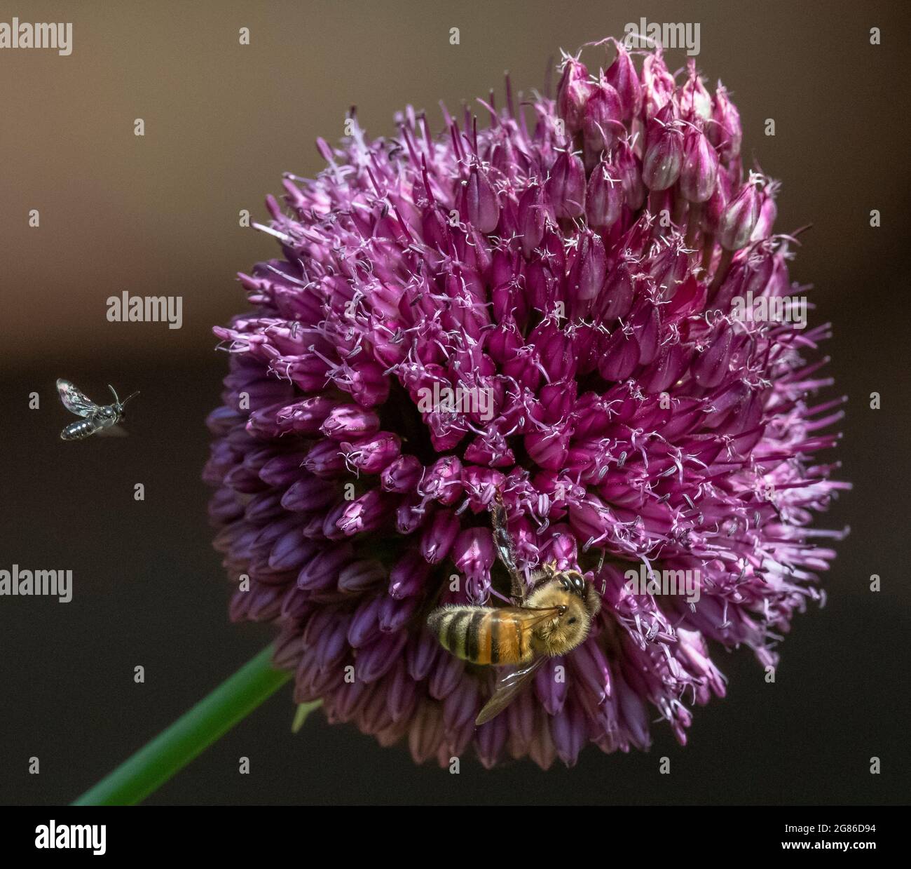 Wimbledon, London, UK. 17 July 2021. Honey bees and other pollinating ...