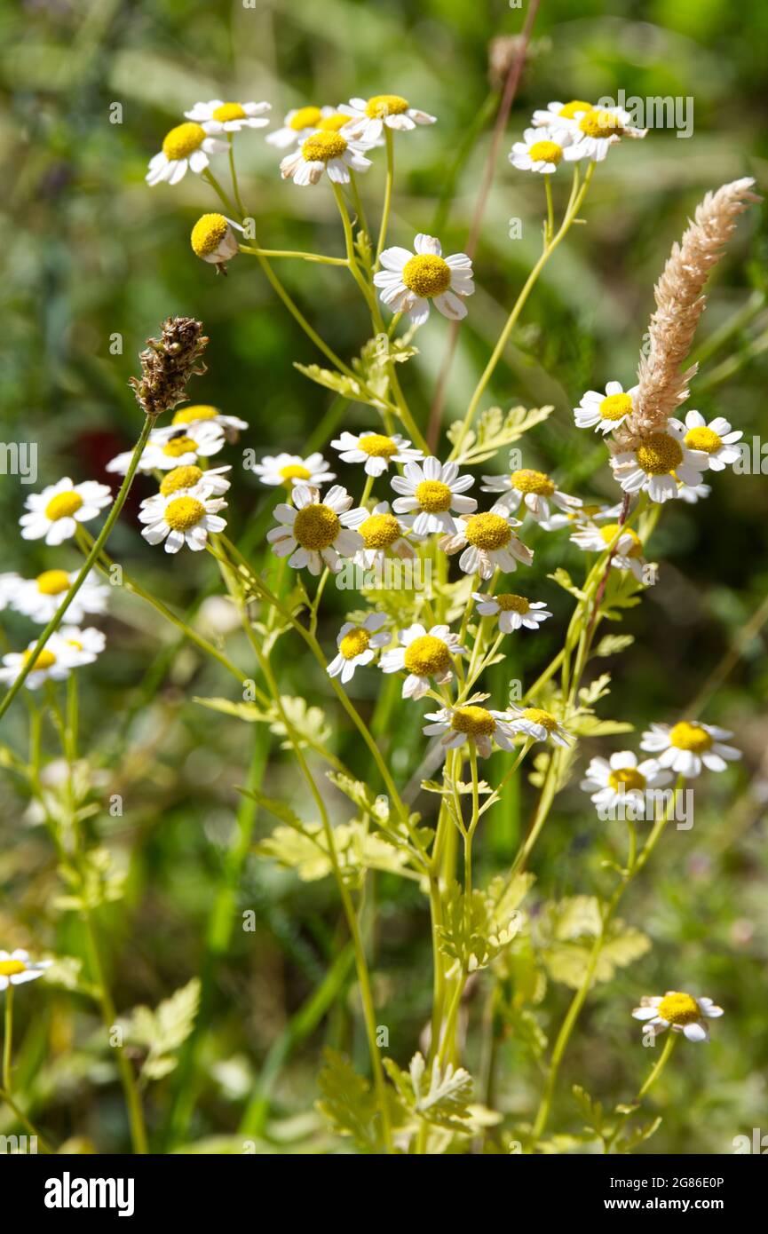 Flowers of Golden feverfew (Tanacetum parthenium) growing in a summer ...