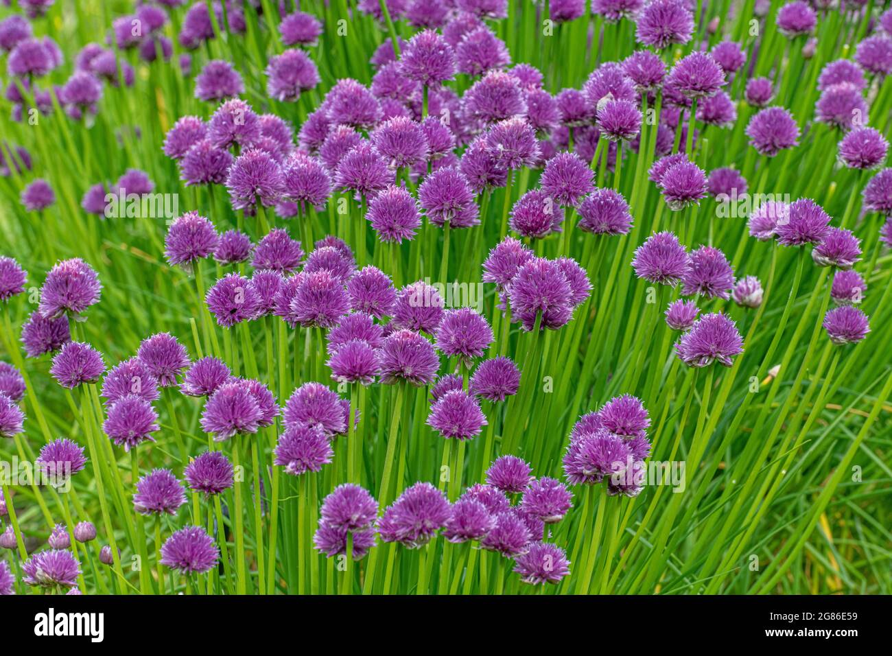 sea of purple chive flowers, allium schoenoprasum Stock Photo - Alamy