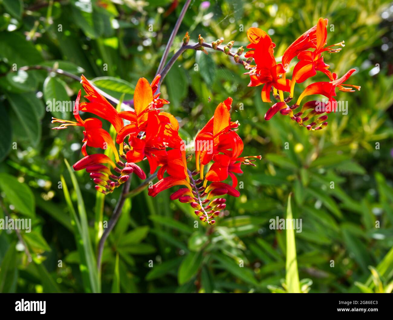 Summer flowers of Crocosmia 'Lucifer', also known as Montbretia. Red ...