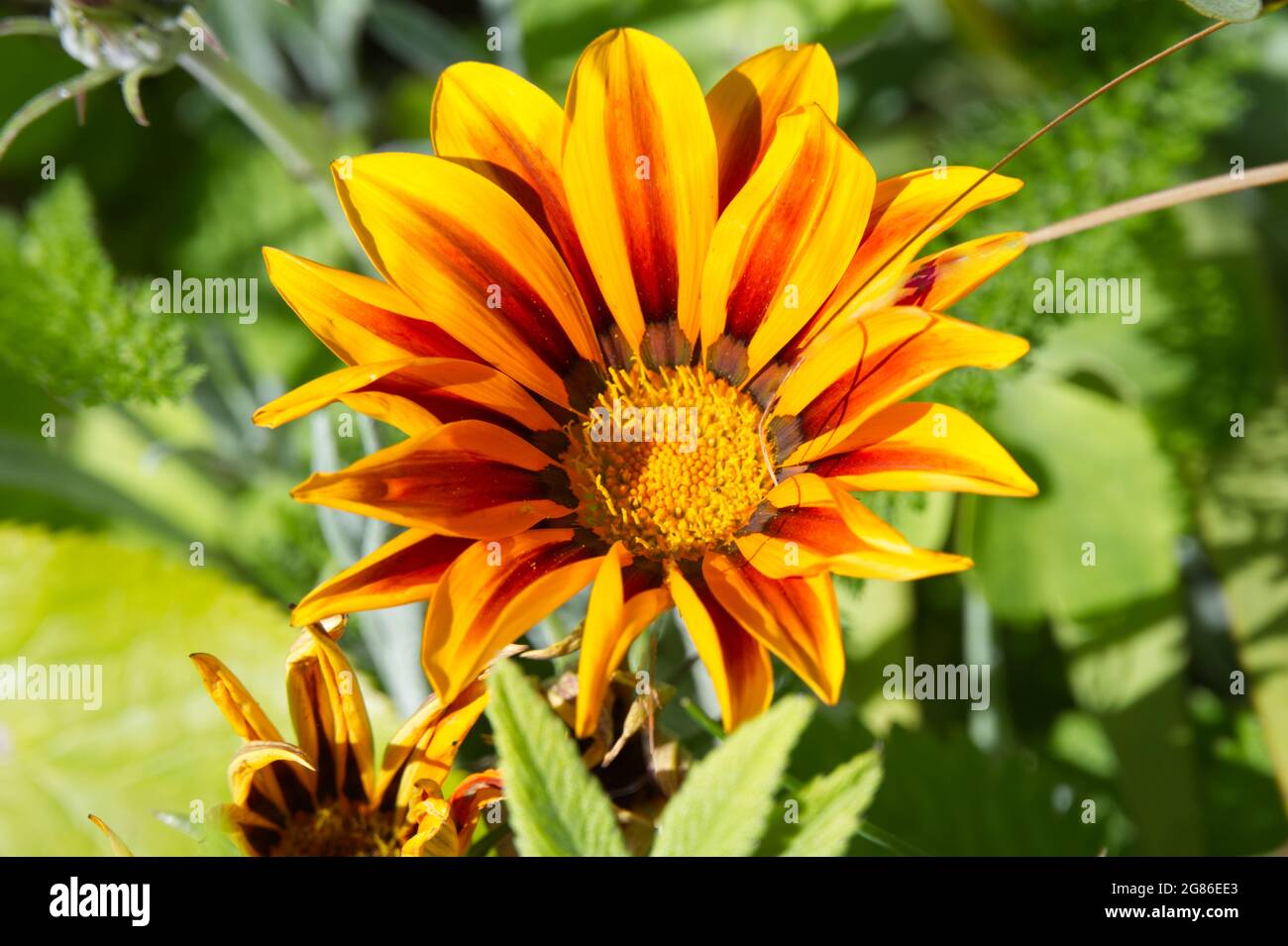 African daisy treasure flowers hi-res stock photography and images - Alamy