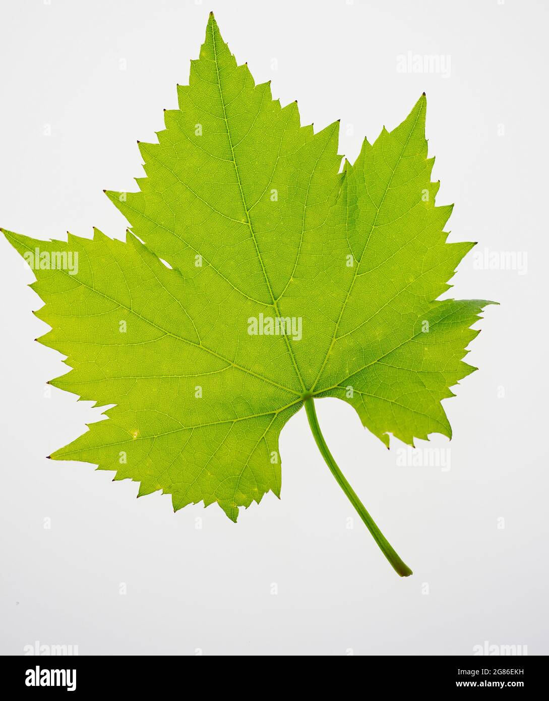 A single bright green vine leaf seen in isolation against a white ...