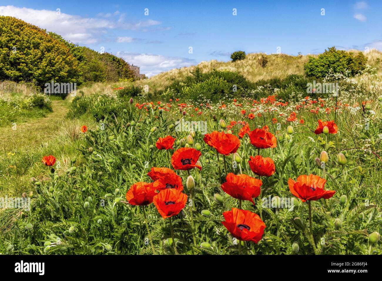 Red beautiful wild poppies hi-res stock photography and images - Alamy