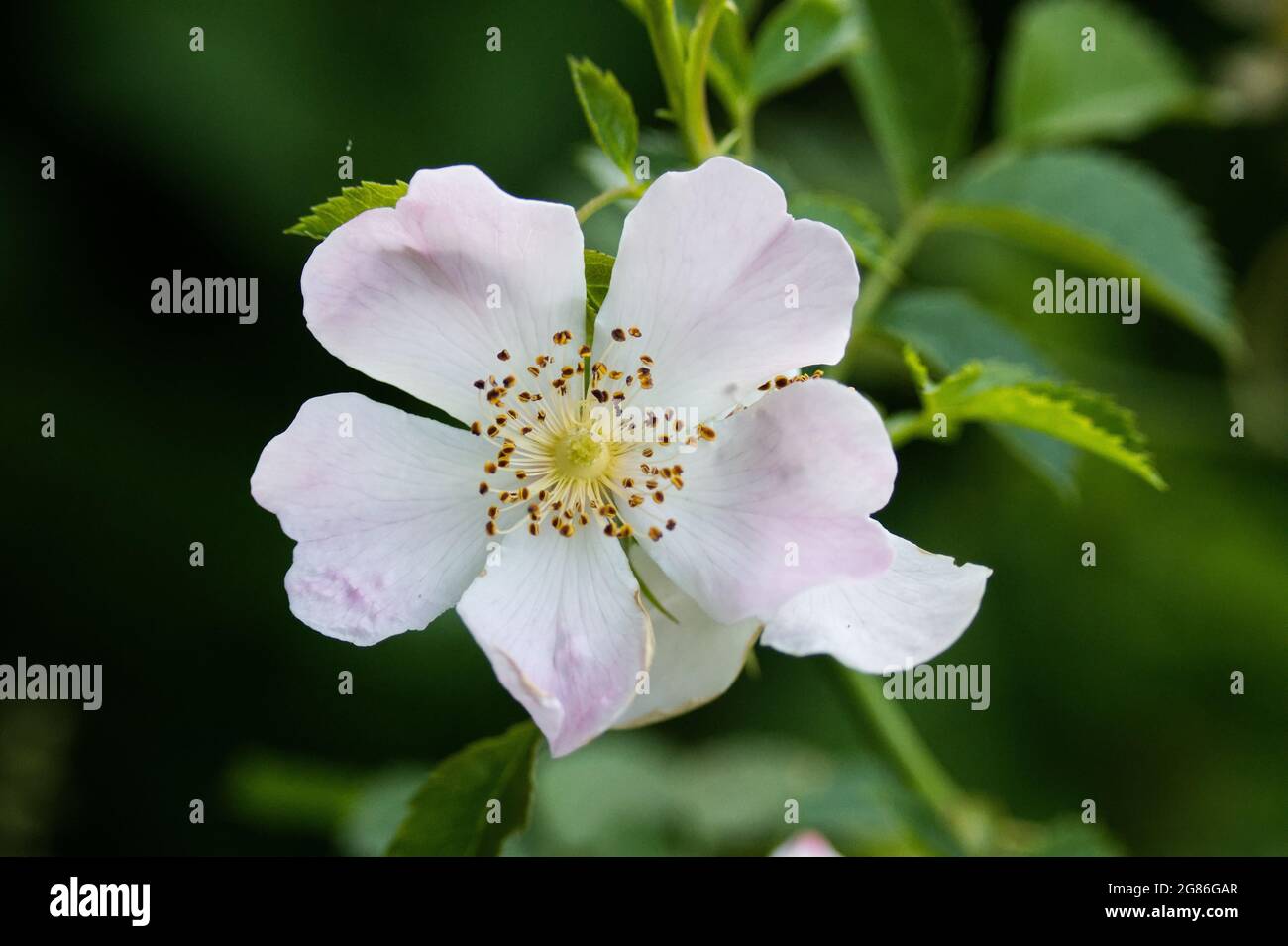 dog rose (Rosa canina) flower Stock Photo - Alamy