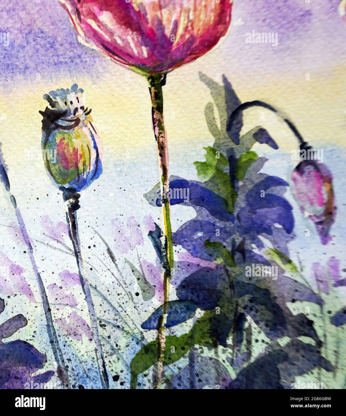 art Watercolor painting poppy flower Stock Photo - Alamy