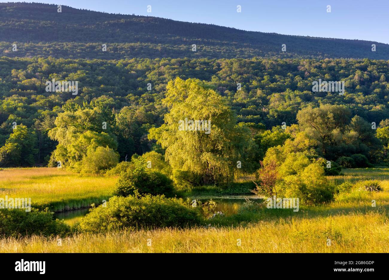 Summer scene of a pond with wild grass and the Taconic Mountains in the ...