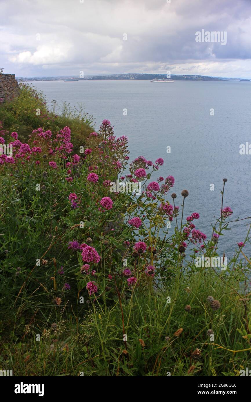 Berry Head nature reserve and views of cruise liners anchored off ...
