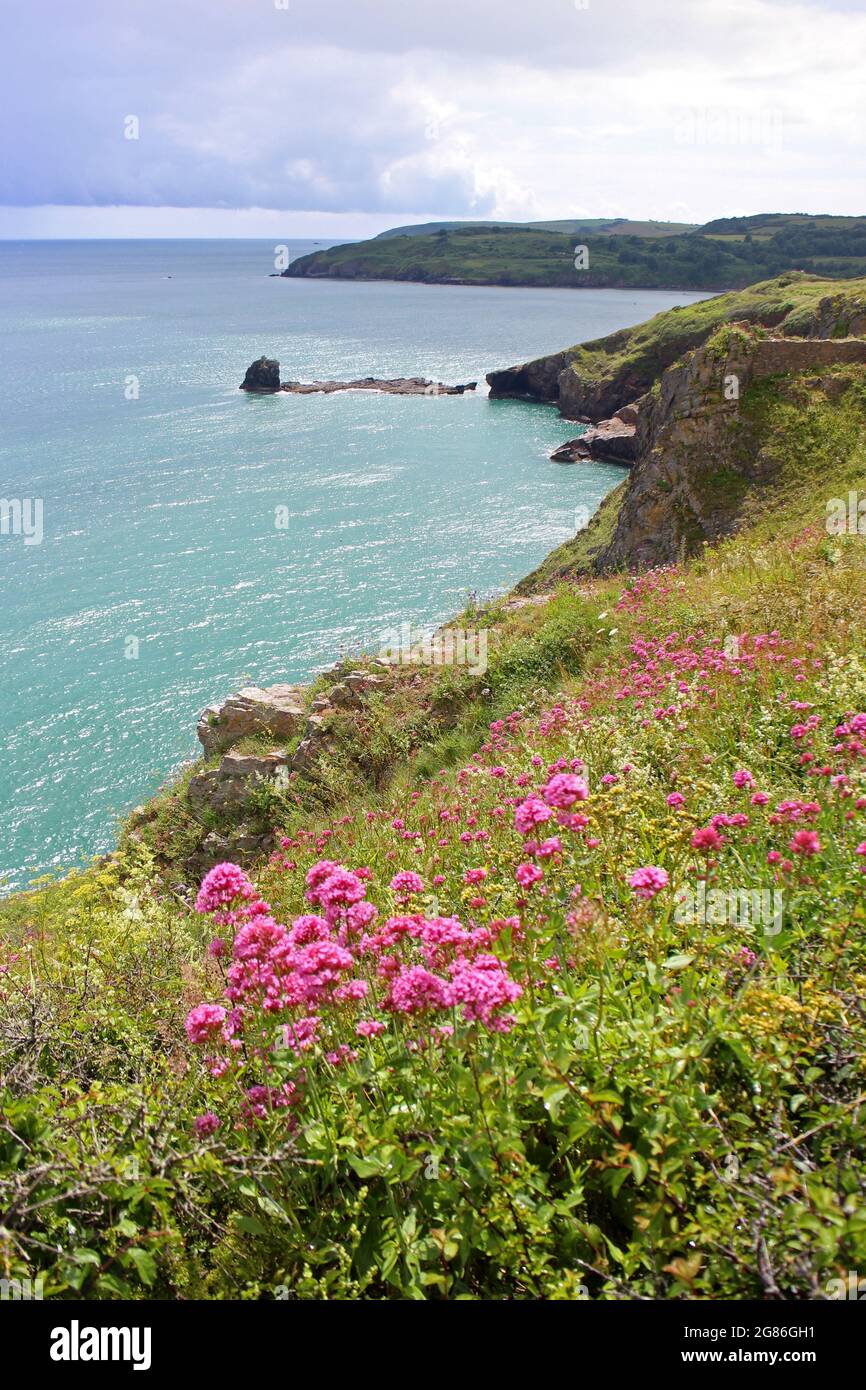 Berry Head nature reserve, Paignton, Devon Stock Photo - Alamy