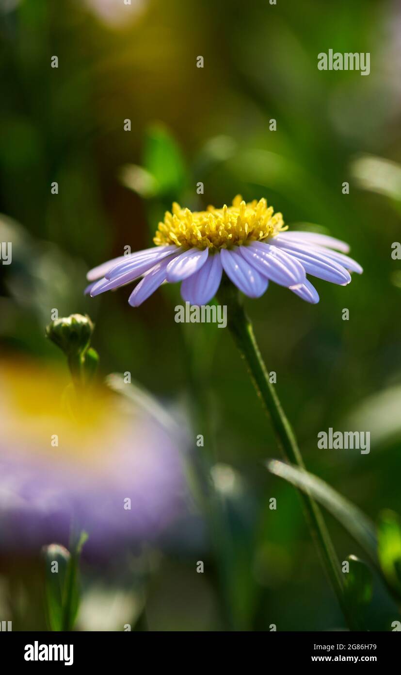 Daisy bloom hi-res stock photography and images - Alamy