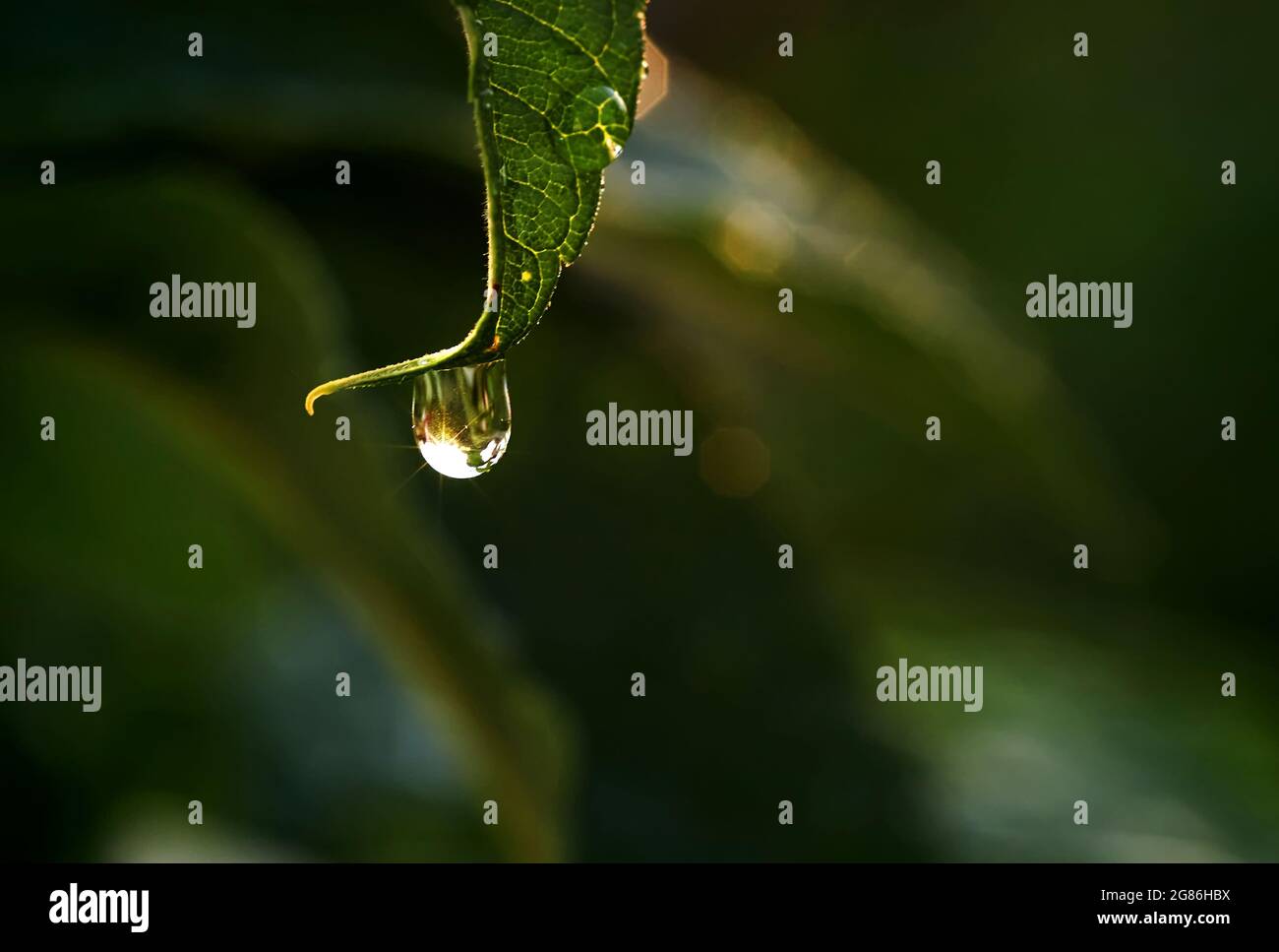 Water drops on the leaf Stock Photo - Alamy