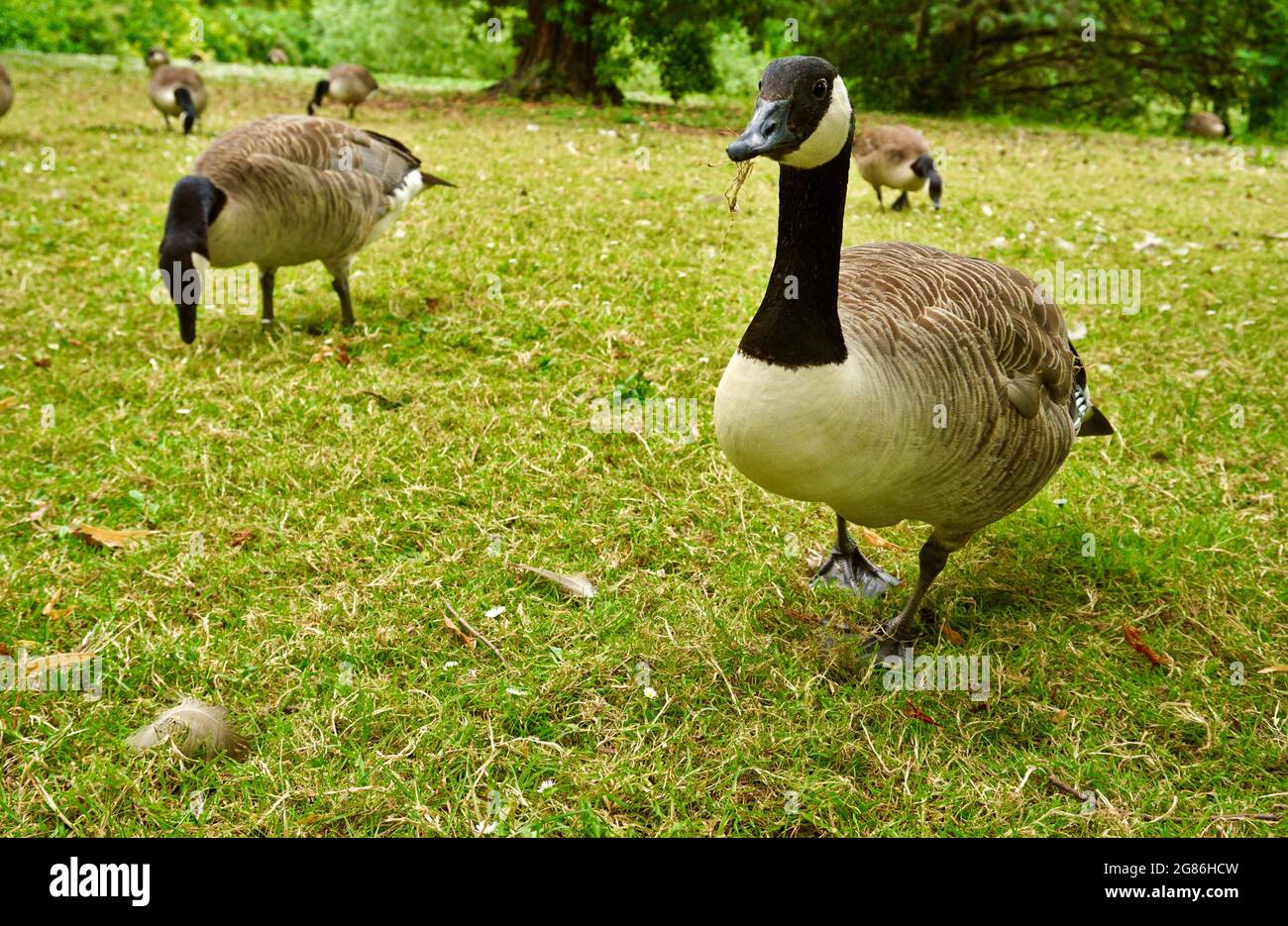 Closeup shot canadian geese hi-res stock photography and images - Alamy