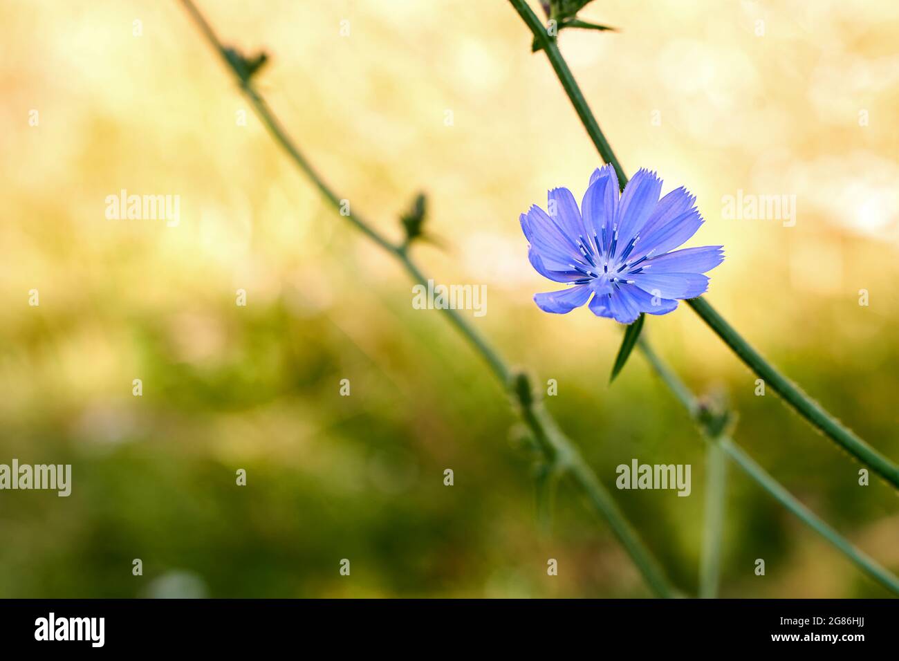 Cichorium intybus chicory italy hi-res stock photography and images - Alamy