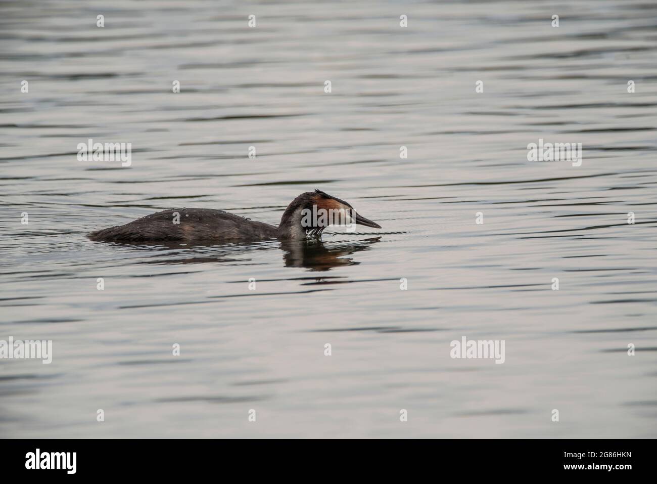 Beautiful Great Crested Grebes Podiceps Cristatus nest building on ...