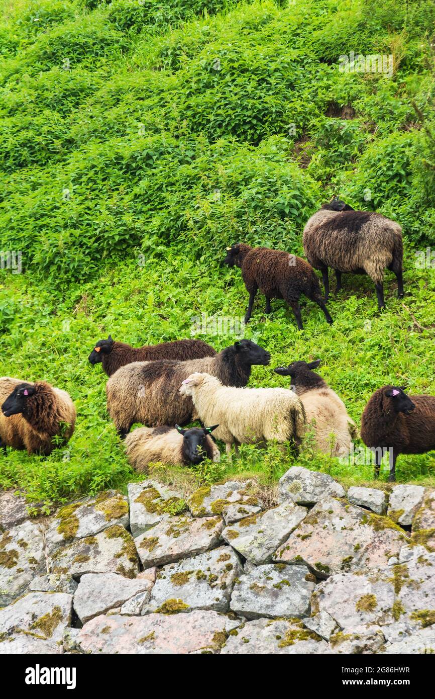 Sheep mowing grass hi-res stock photography and images - Alamy