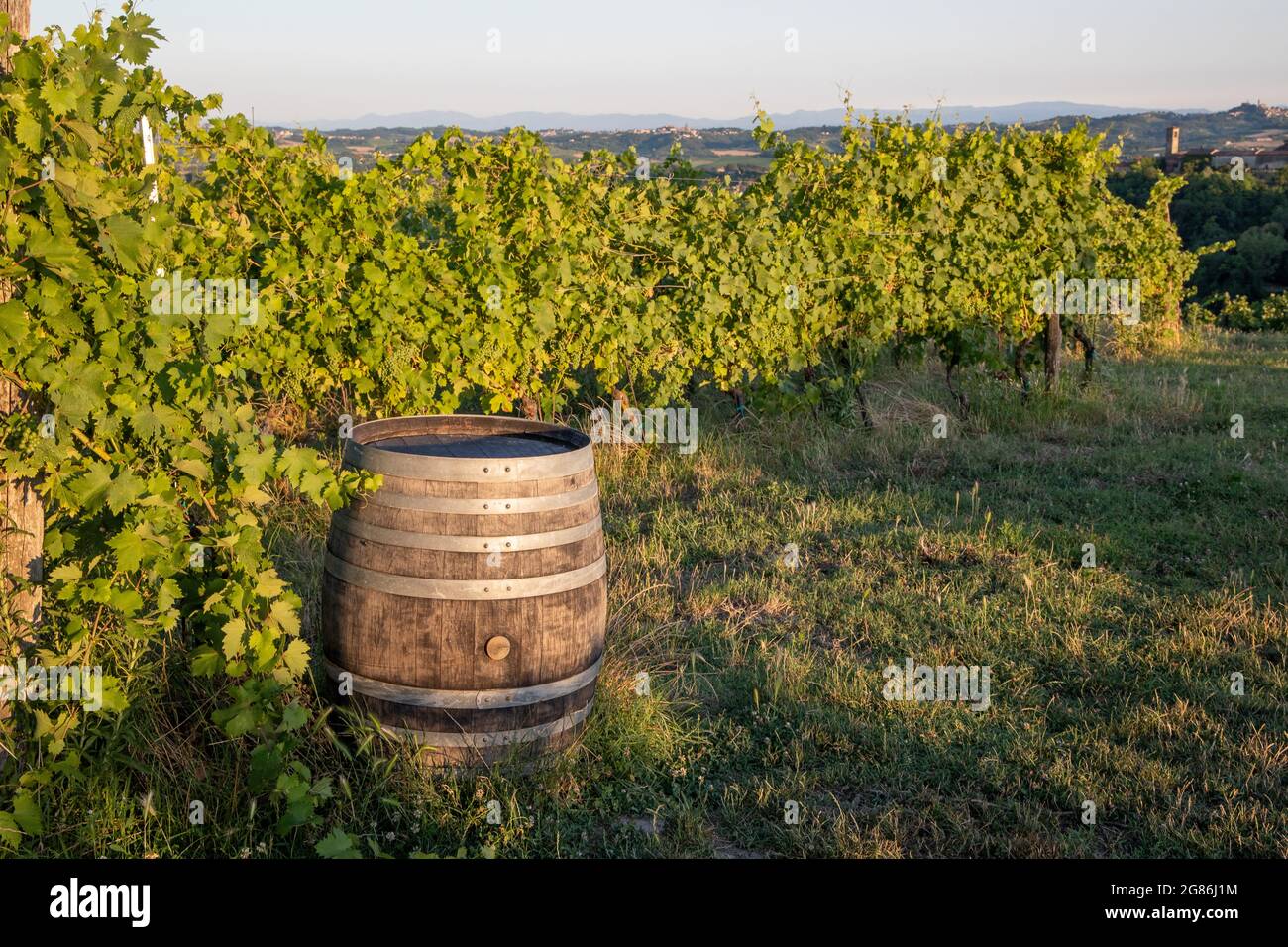 vineyards in Monferrato Piedmont Italy summer day Stock Photo - Alamy