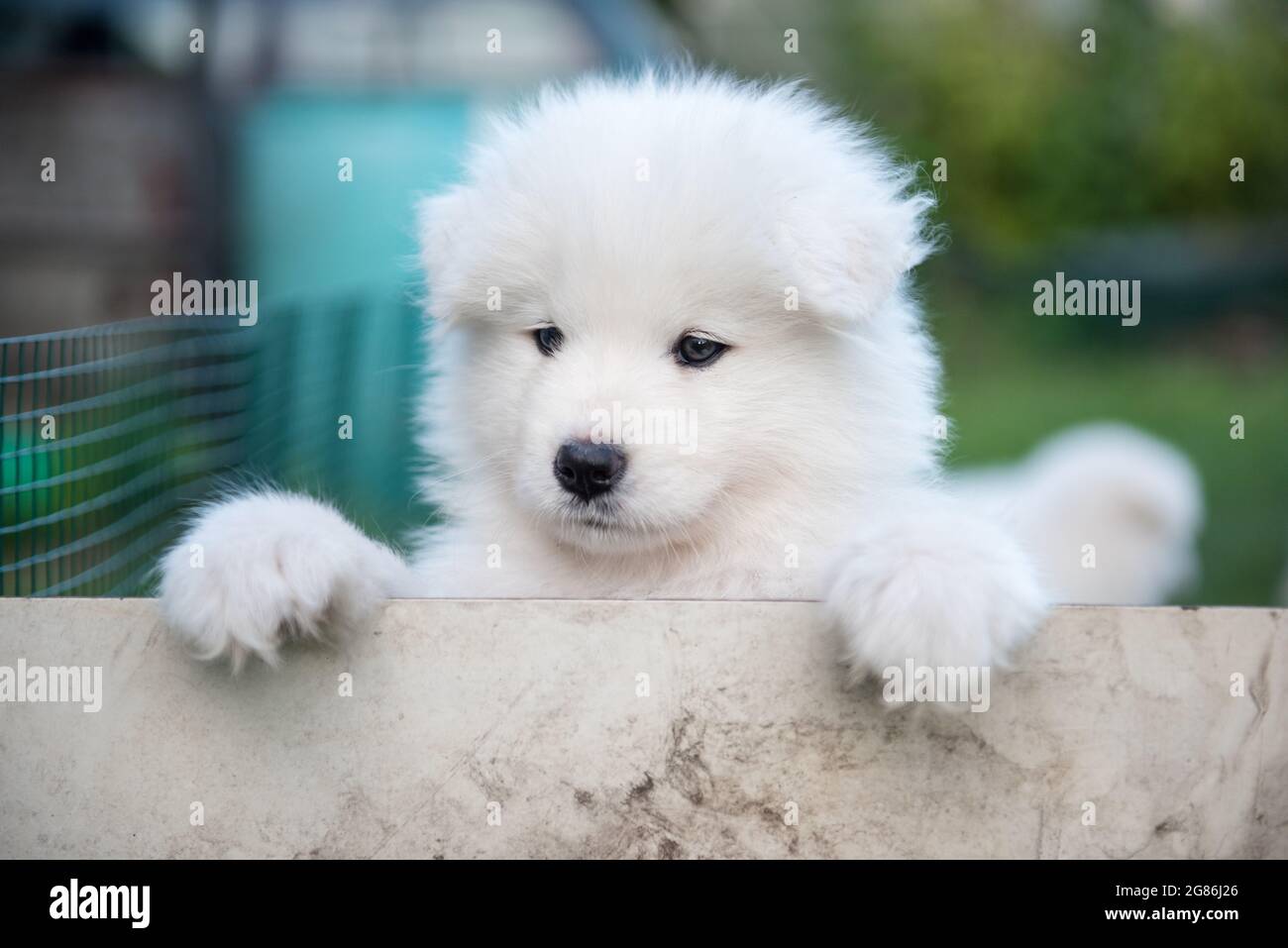 White fluffy Samoyed puppy peeking out from the fence Stock Photo - Alamy