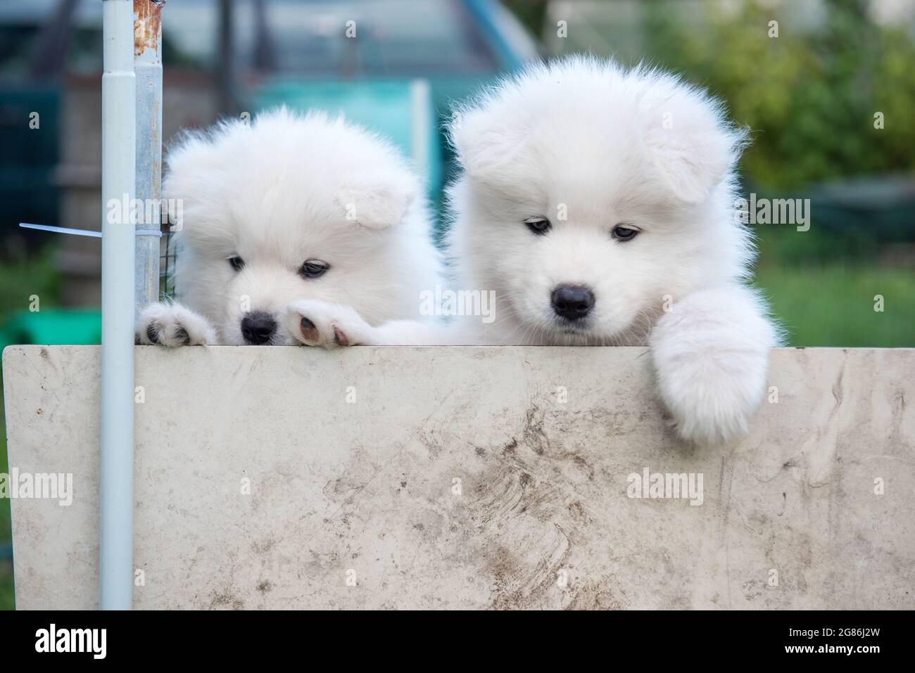 Two White fluffy Samoyed puppies peeking out from the fence Stock Photo ...
