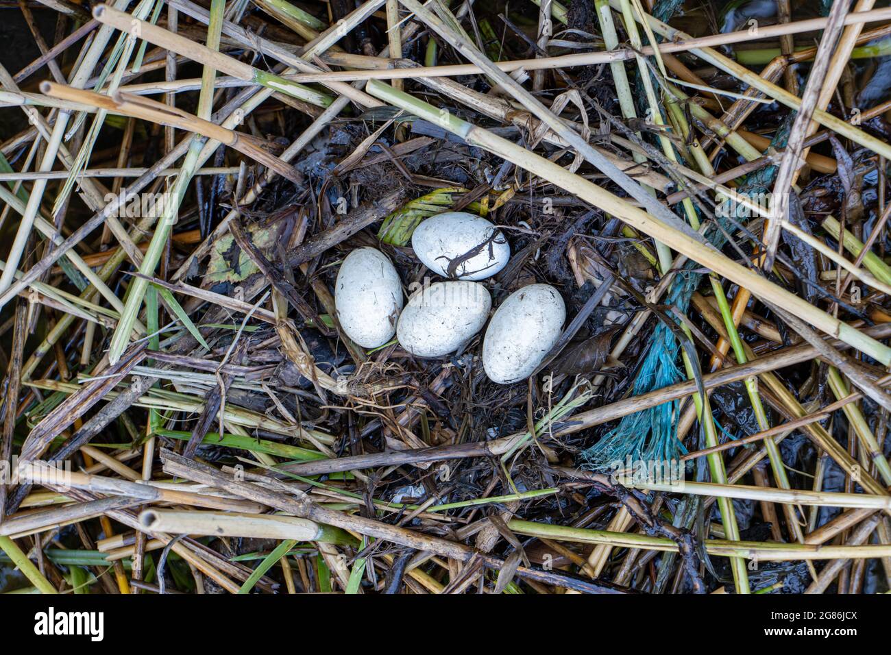 A grebe's (Podicipediformes) bird nest with eggs built on the water ...