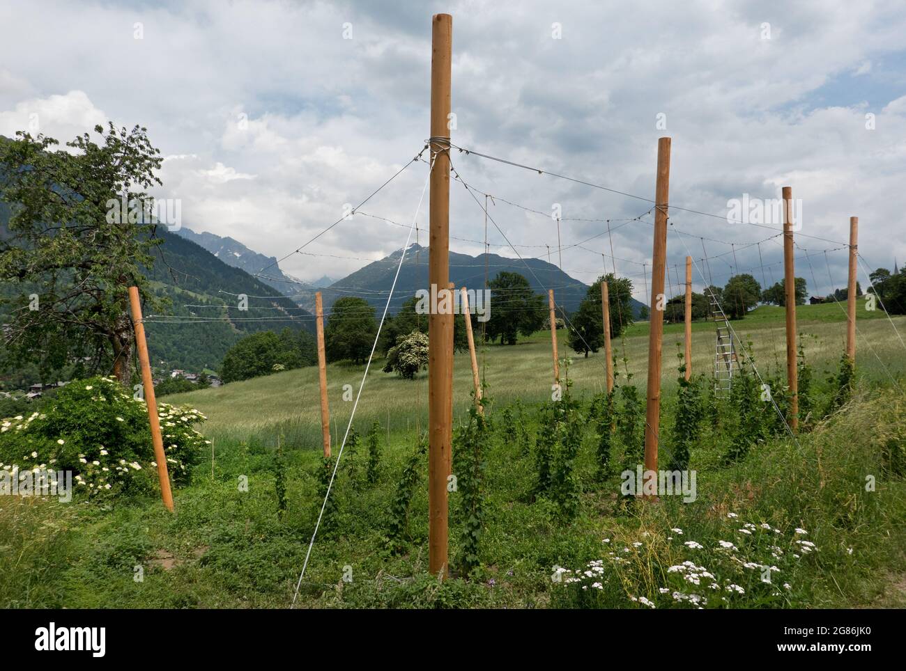 Vine poles hi-res stock photography and images - Alamy