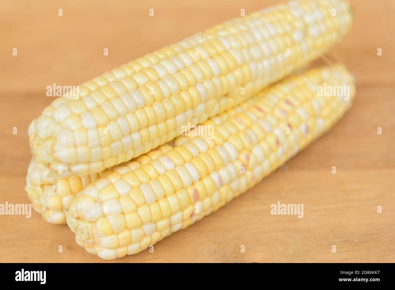 Closeup to Fresh white corn on the corn tree Stock Photo - Alamy