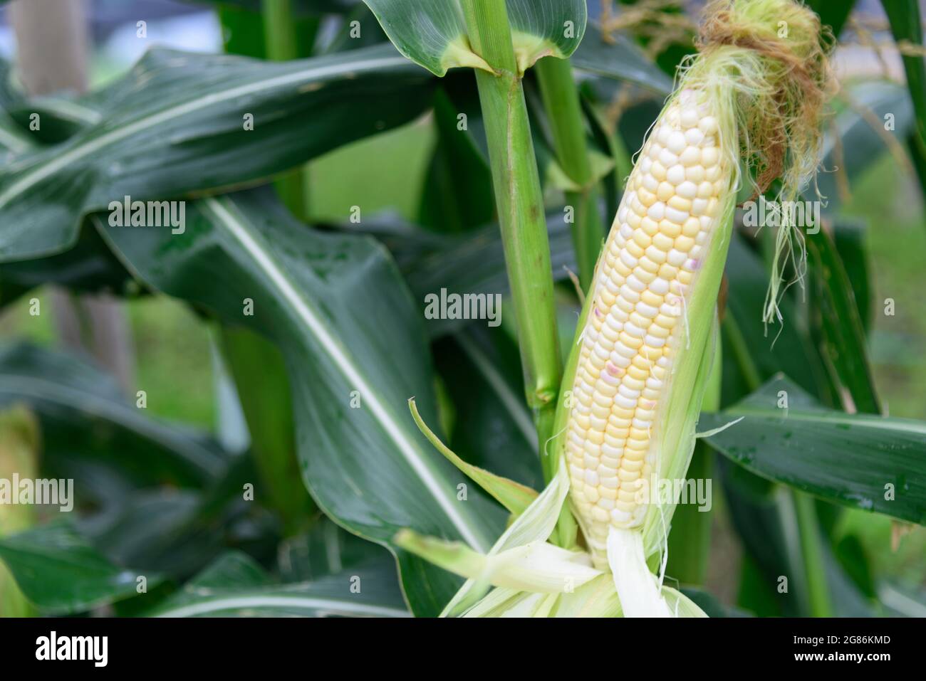 Corn tree hi-res stock photography and images - Alamy