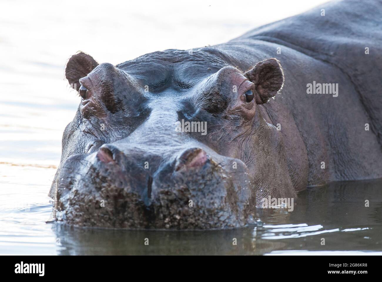 Hippopotamus in wetland environment, African Savannah, South Africa ...