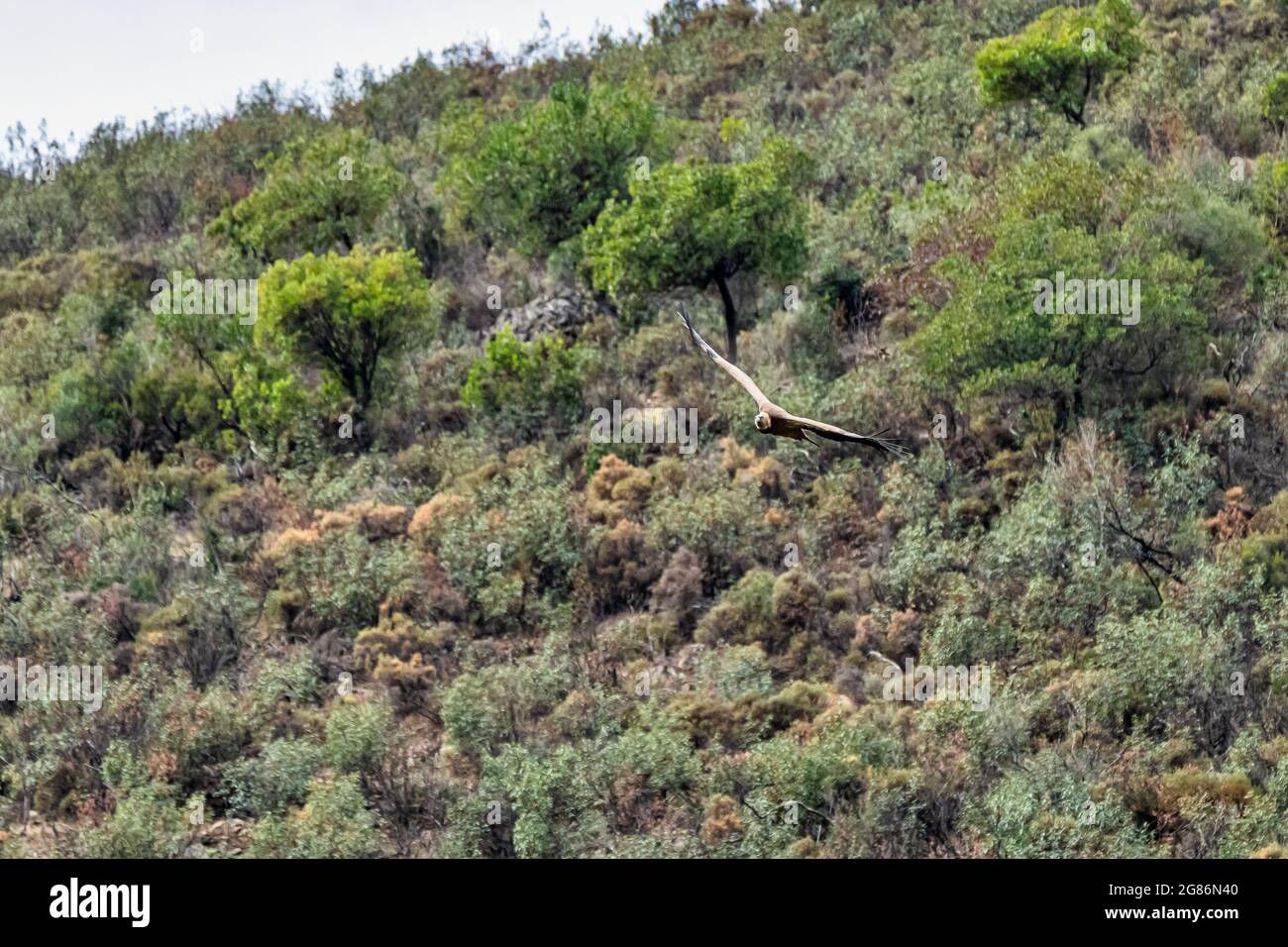 Griffon vultures, Gyps fulvus flying around Salto del Gitano in ...