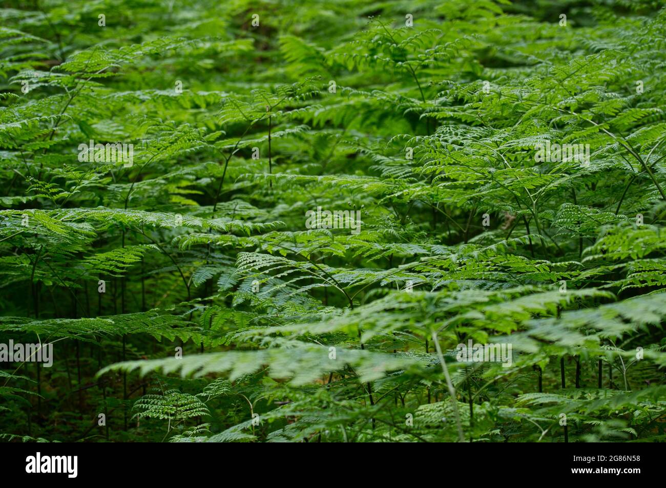 Washington state ferns hi-res stock photography and images - Alamy