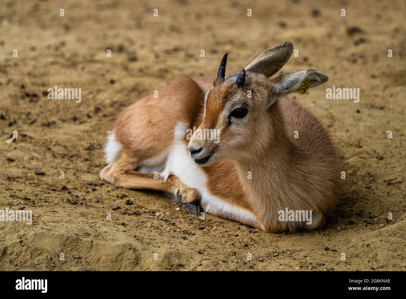 Gazelle de dorcas hi-res stock photography and images - Alamy