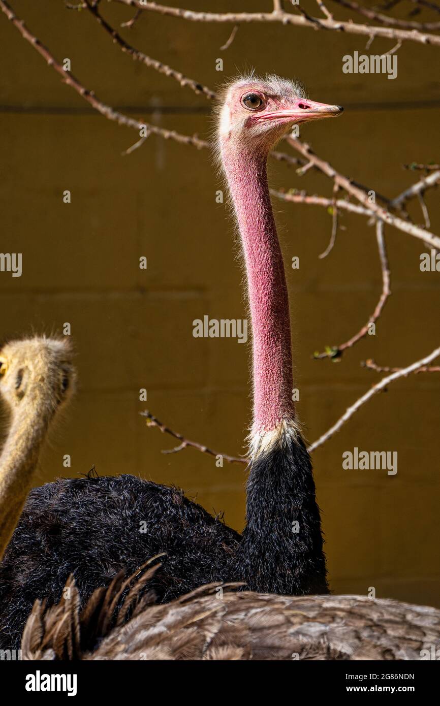Red-necked ostrich, Struthio camelus in Jerez de la Frontera, Andalusia ...