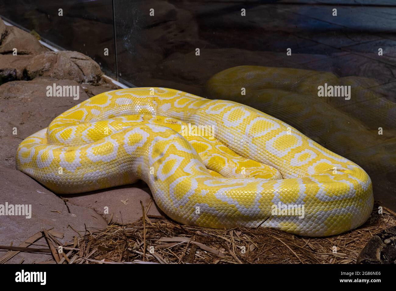 Burmese python, Python bivittatus in Tabernas desert, Andalusia, Spain ...