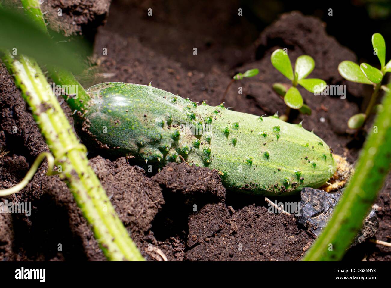 Ground green cucumber in the garden. Gardening and growing vegetables ...