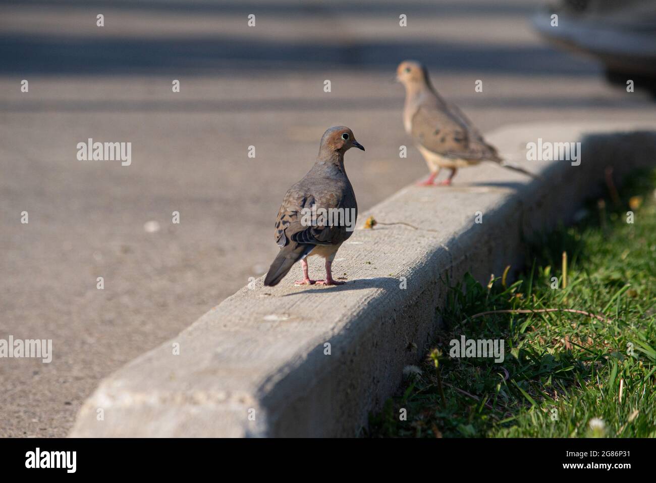 Perked hi-res stock photography and images - Alamy