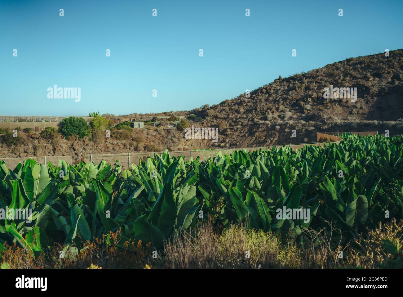 Closeup of newly planted bananas growing in the countryside under the ...