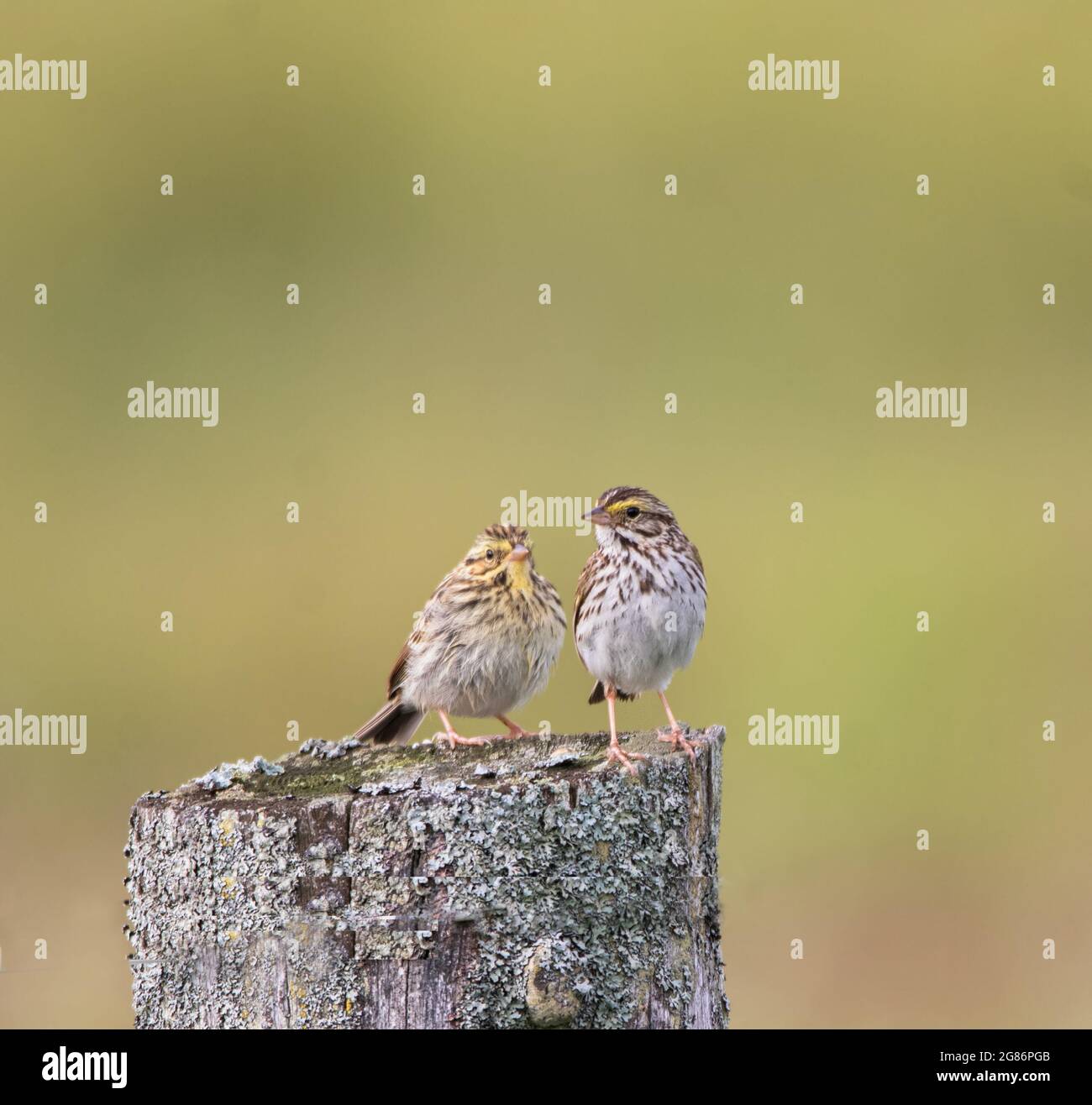 Two savannah sparrows hi-res stock photography and images - Alamy