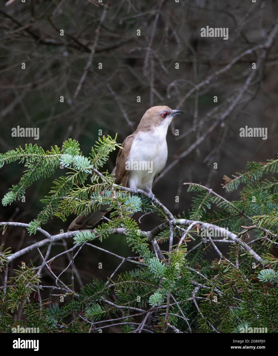 Black billed cuckoo hi-res stock photography and images - Alamy