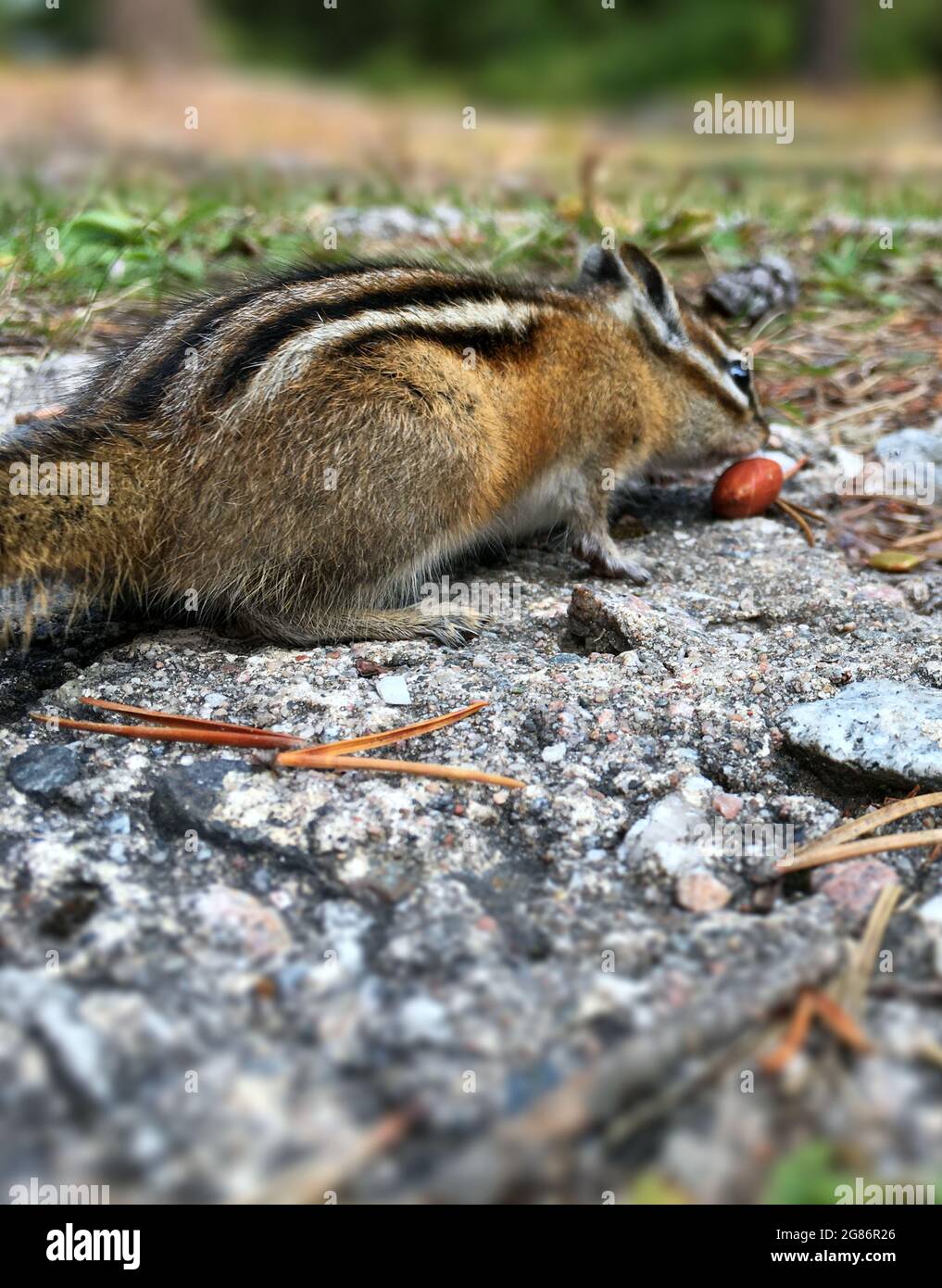 chipmunk gathering food Stock Photo - Alamy