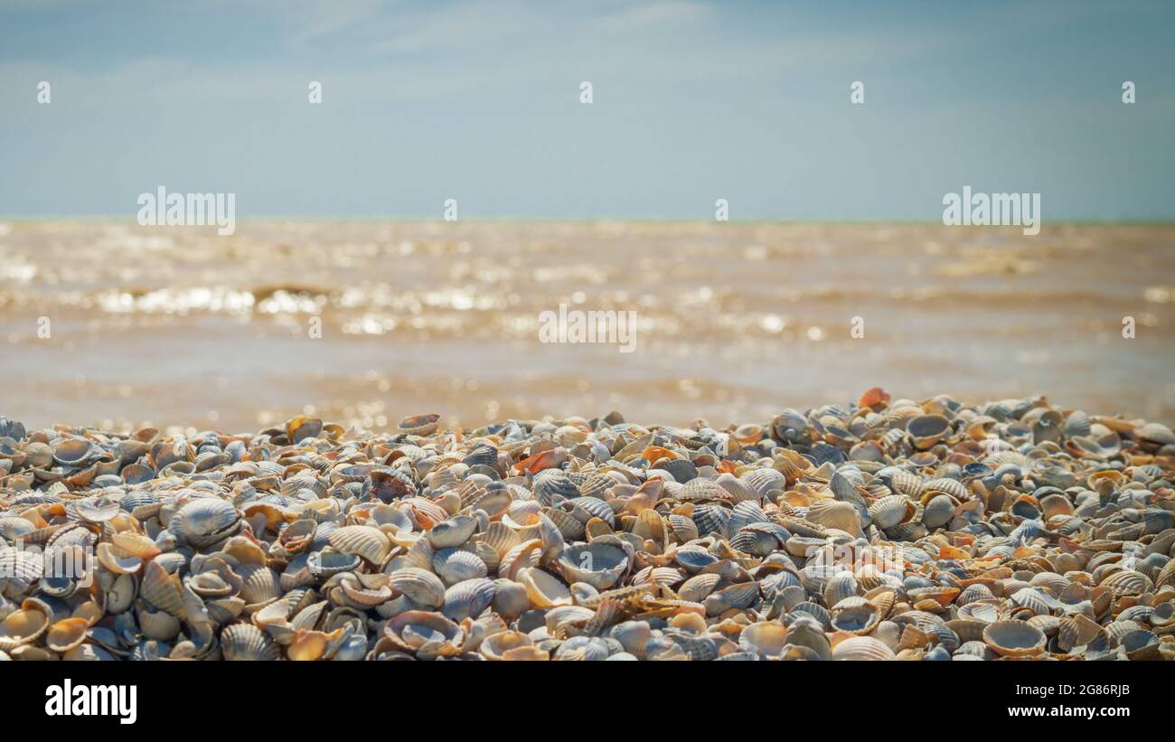 Seashore with many small seashells Stock Photo - Alamy