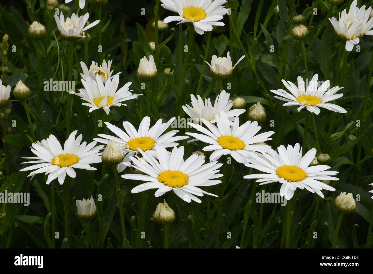 Magerwiesen margarite hi-res stock photography and images - Alamy