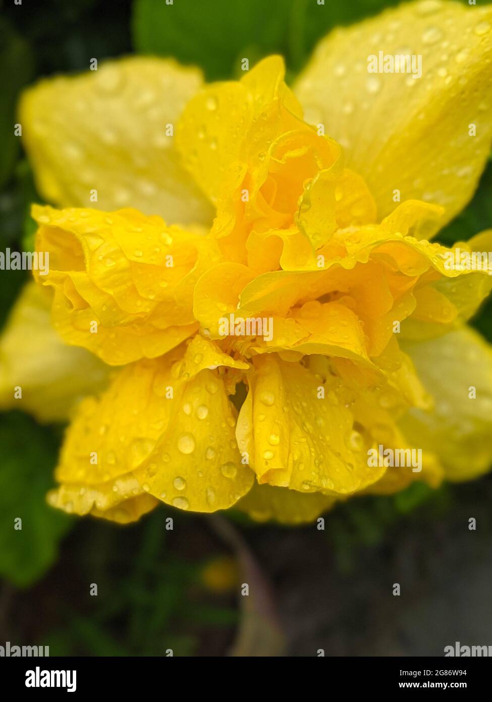 Vertical shot of a Hibiscus Crown of Bohemia flower with dew on top ...
