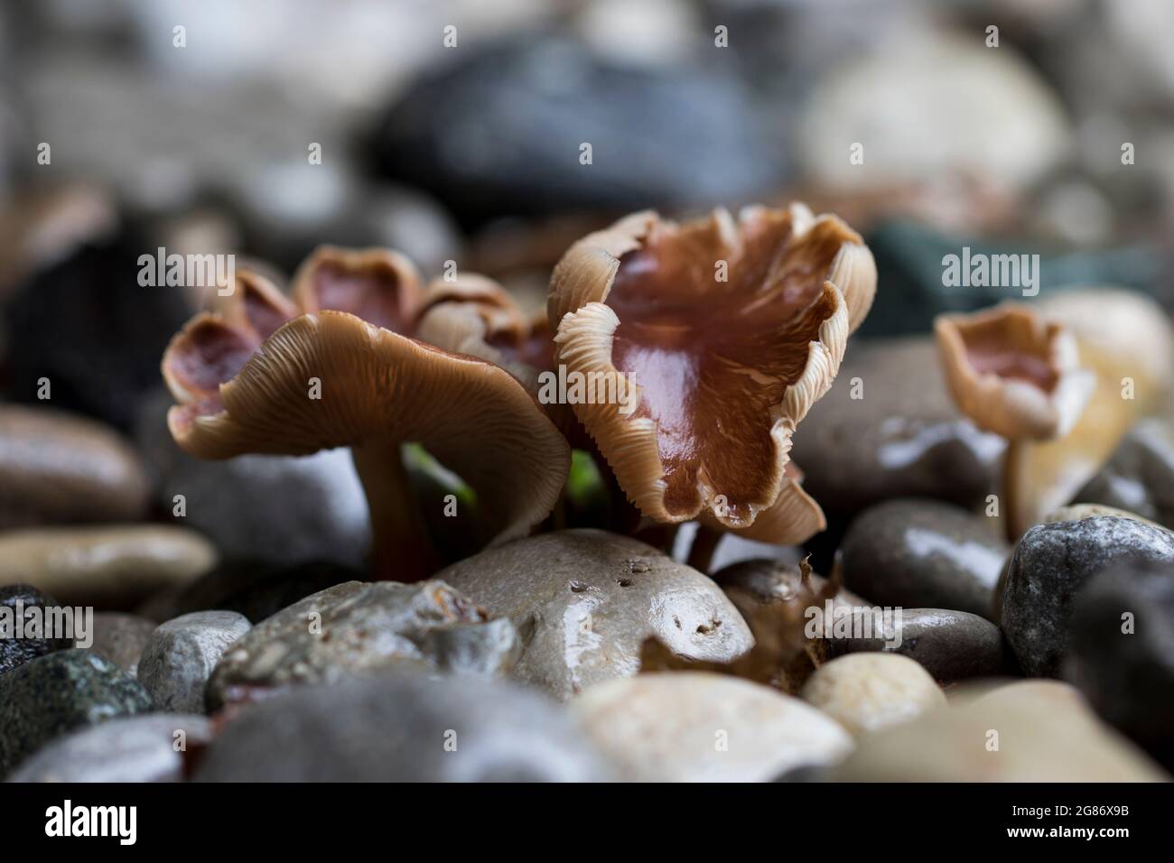 Mushroom Spore Print High Resolution Stock Photography and Images - Alamy