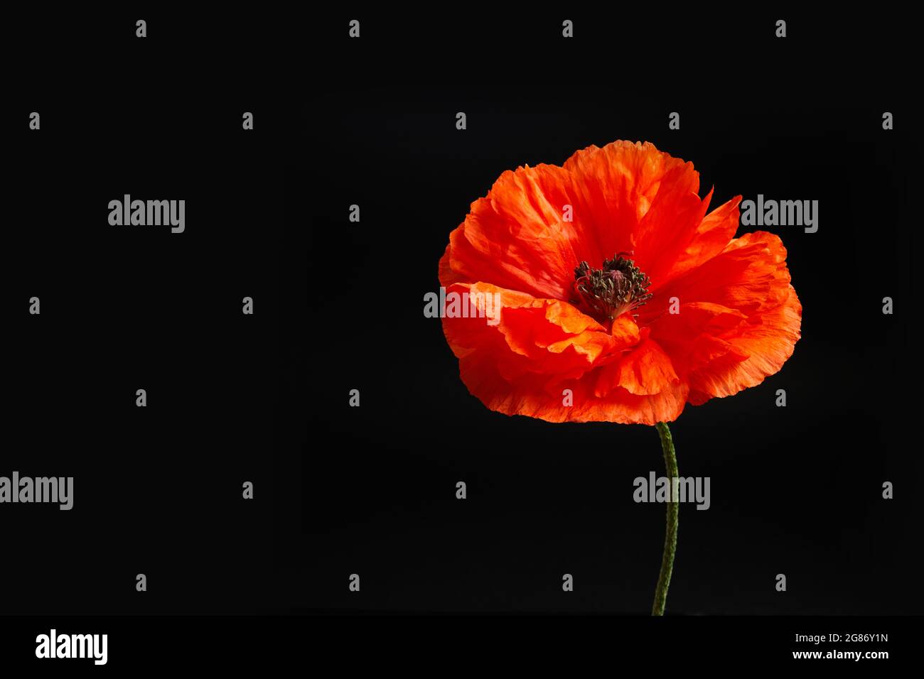 Vj day hi-res stock photography and images - Alamy