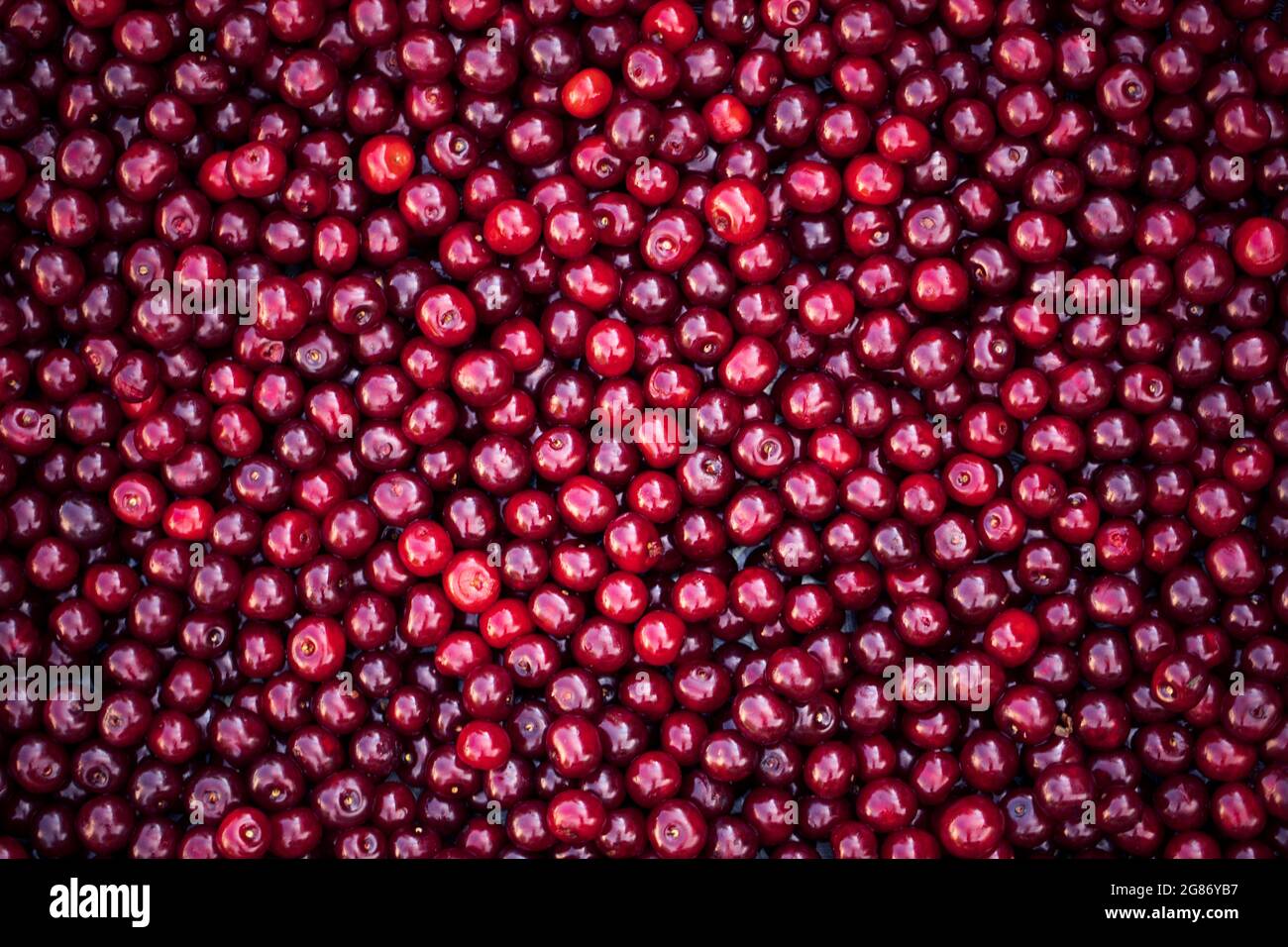Fresh red berries cherry or sweet cherry, texture Stock Photo - Alamy