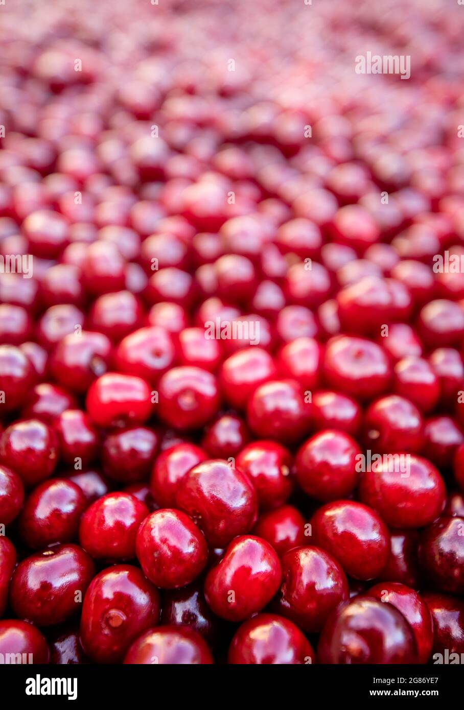 Fresh bright red berry cherries or sweet cherries, texture Stock Photo ...