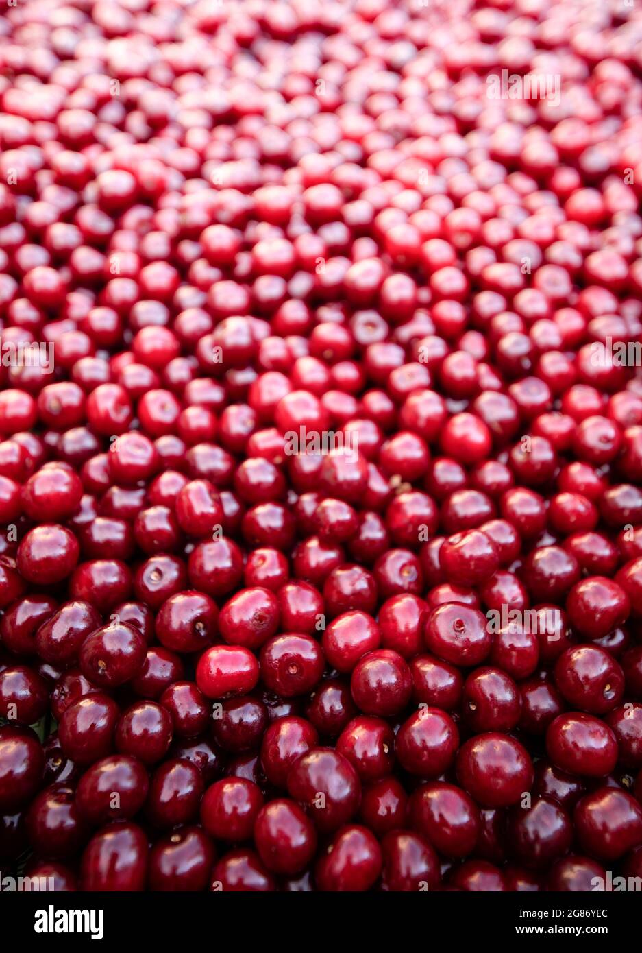 Fresh bright red berry cherries or sweet cherries, texture Stock Photo ...