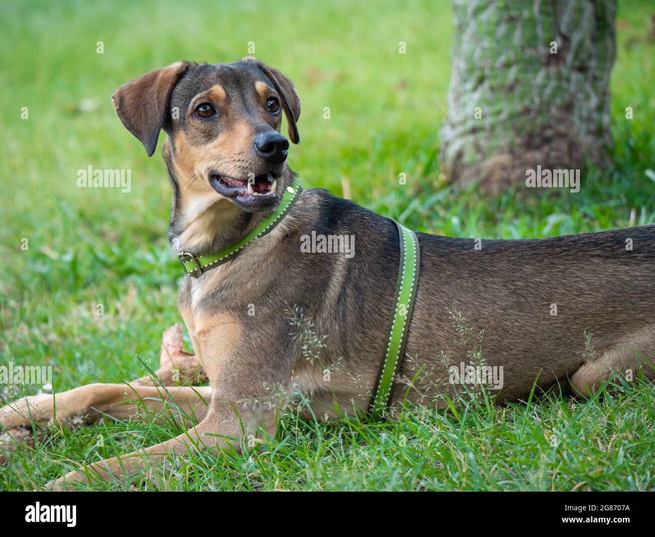 Happy Mongrel Dog Lying in the Green Grass of the Park in Medellin ...