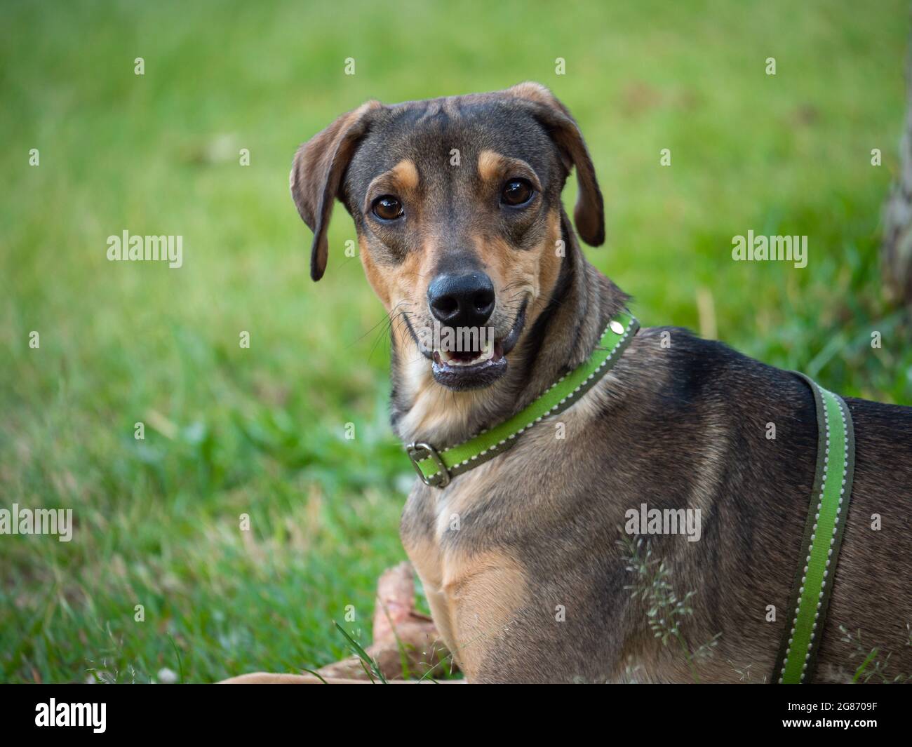 Happy Mongrel Dog Lying in the Green Grass of the Park in Medellin ...